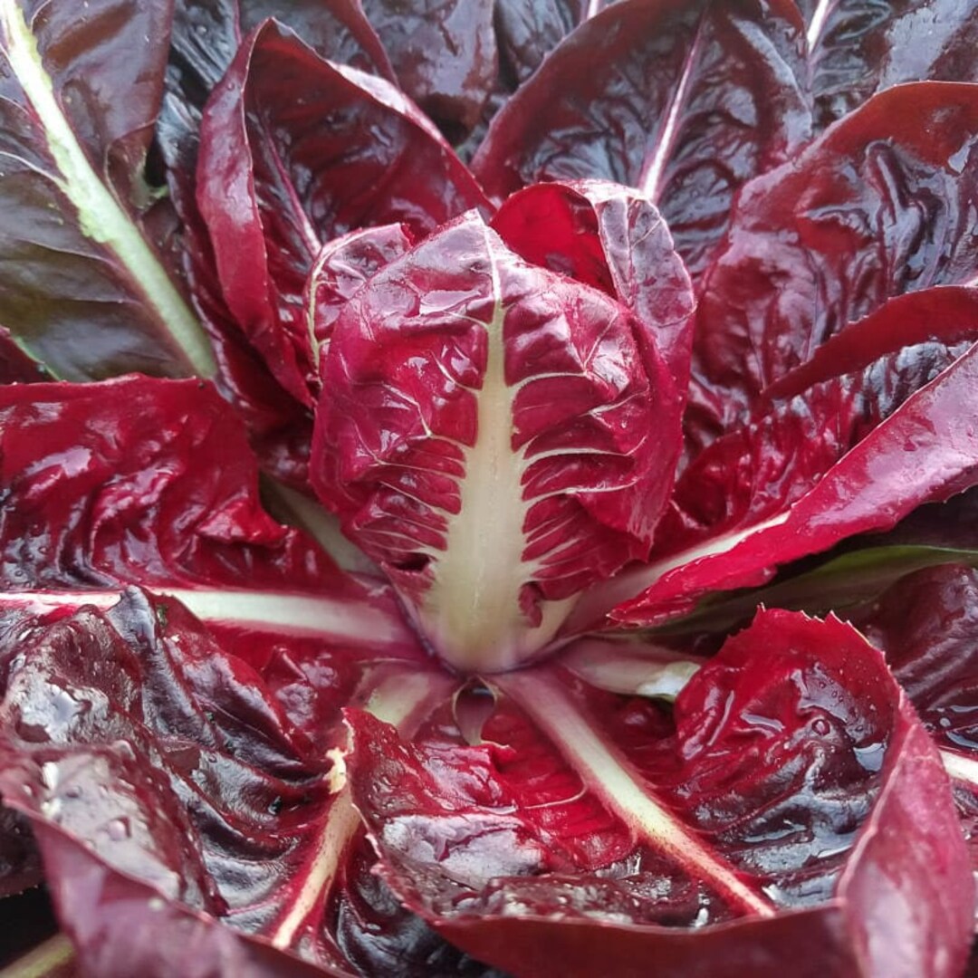 USA SELLER Red Verona Radicchio 50 Seeds HEIRLOOM Cichorium Intybus Var ...