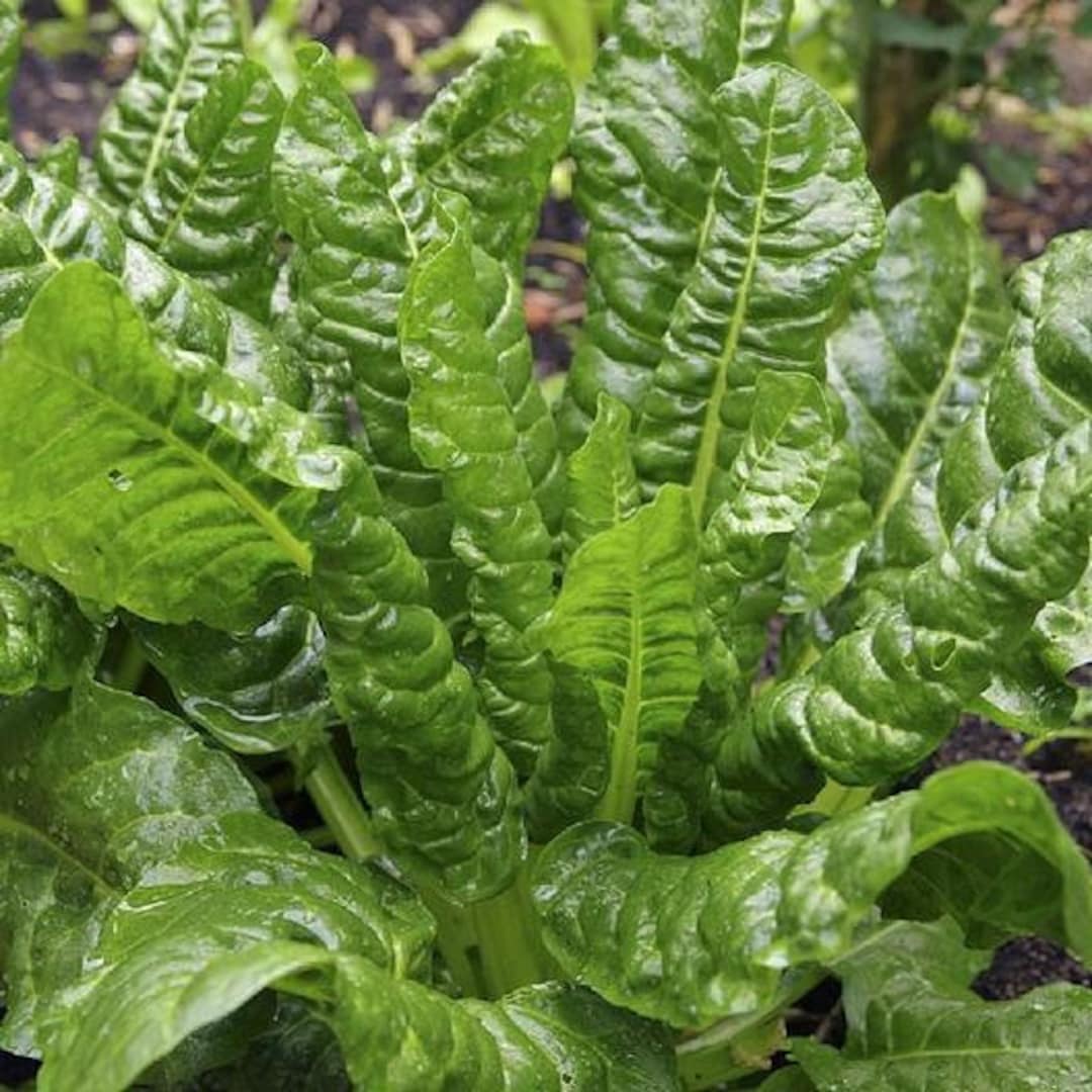 USA SELLER Perpetual Spinach Swiss Chard 50 Seeds HEIRLOOM Beta ...