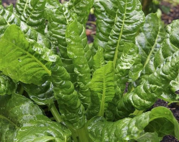 USA SELLER Perpetual Spinach Swiss Chard 50 Seeds HEIRLOOM Beta ...
