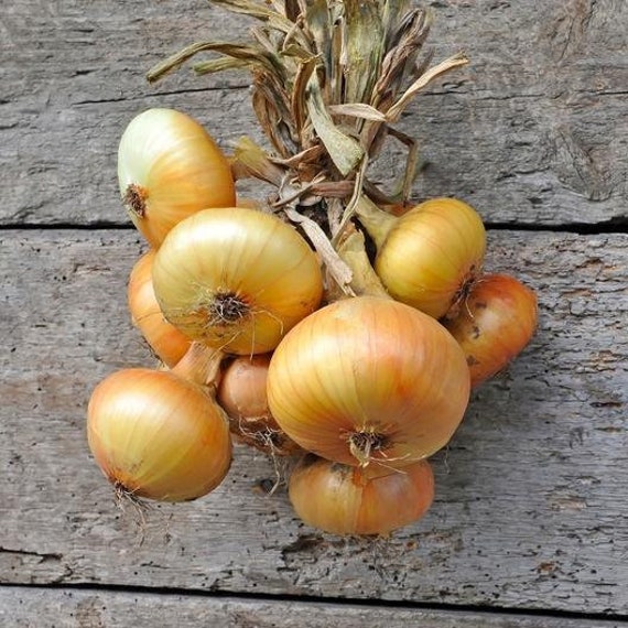 USA SELLER Yellow Granex short Day 100 Seeds HEIRLOOM | Etsy