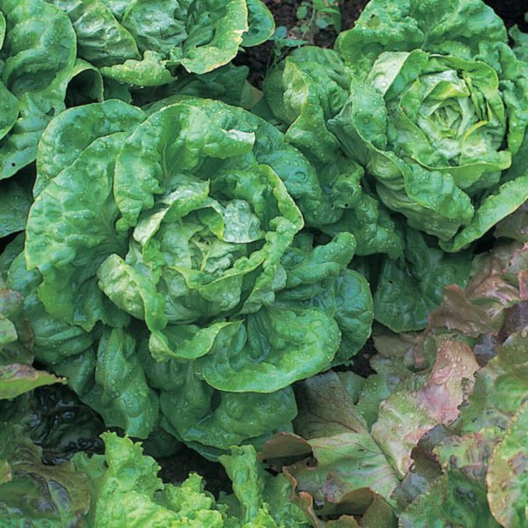 USA SELLER All the Year Round Lettuce 200 Seeds HEIRLOOM Lactuca Sativa ...