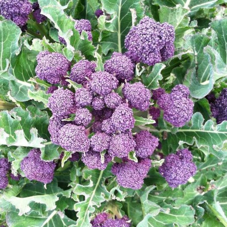 USA SELLER Purple Sprouting Broccoli 50 Seeds HEIRLOOM (brassica ...