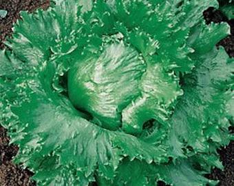 USA SELLER Optima Lettuce 200 Seeds HEIRLOOM | Etsy