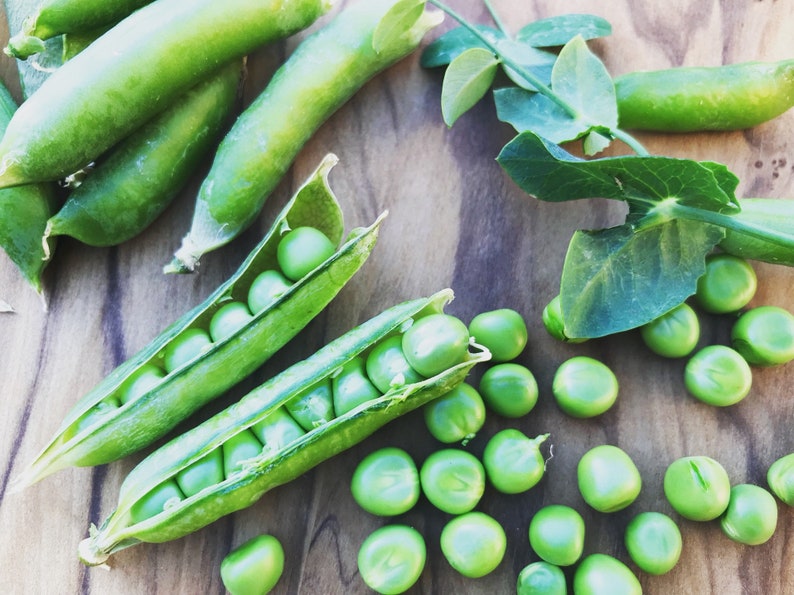 USA SELLER Mr Big Garden Pea 25 Seeds HEIRLOOM (pisum Sativum) - Etsy