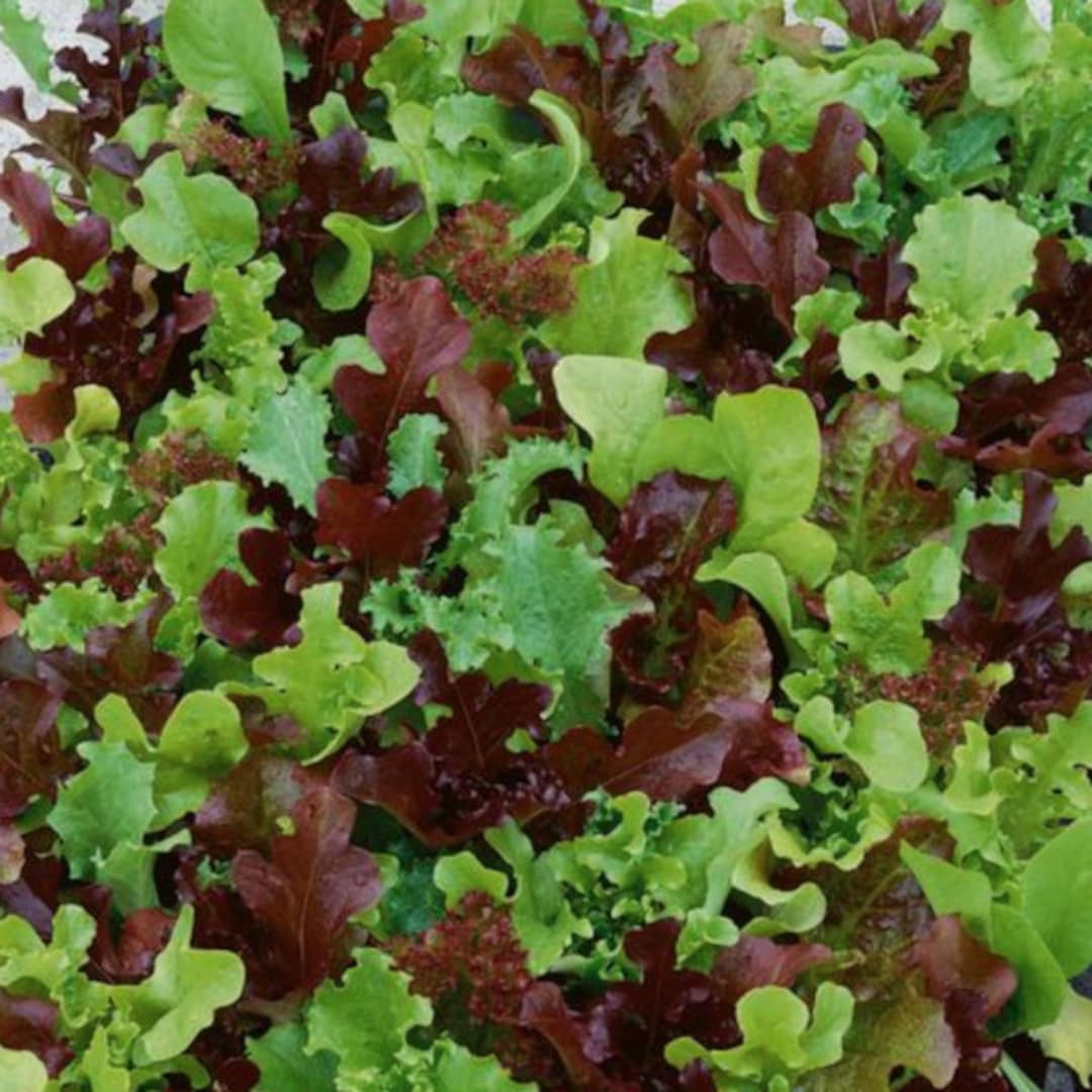 USA SELLER Mini Greens Blend Lettuce 200 Seeds HEIRLOOM Lactuca Sativa ...
