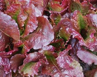 USA SELLER Optima Lettuce 200 Seeds HEIRLOOM | Etsy