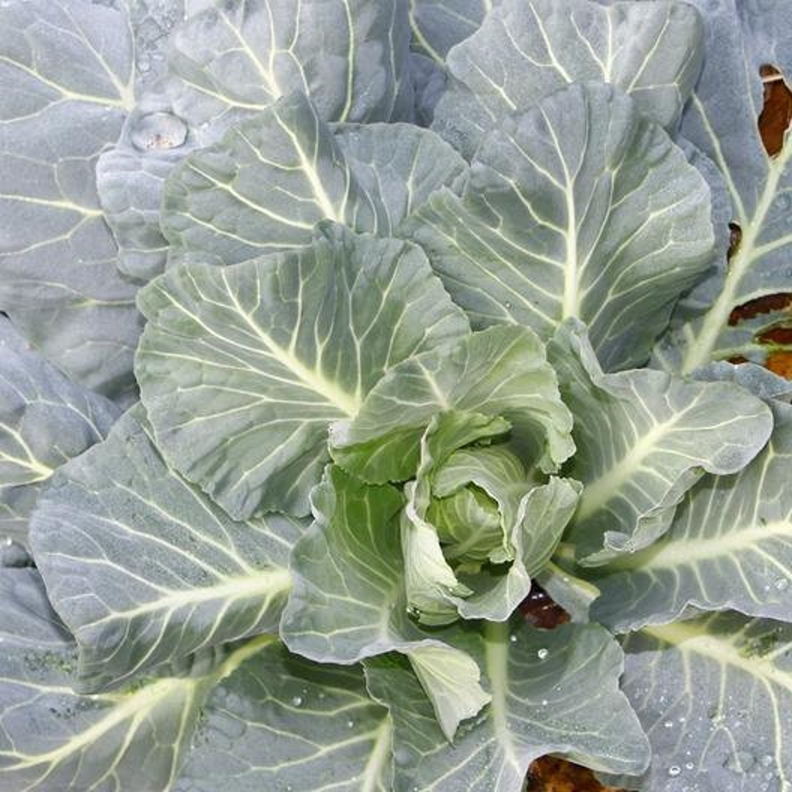 USA SELLER Morris Heading Collard 200 Seeds HEIRLOOM Brassica Oleracea ...