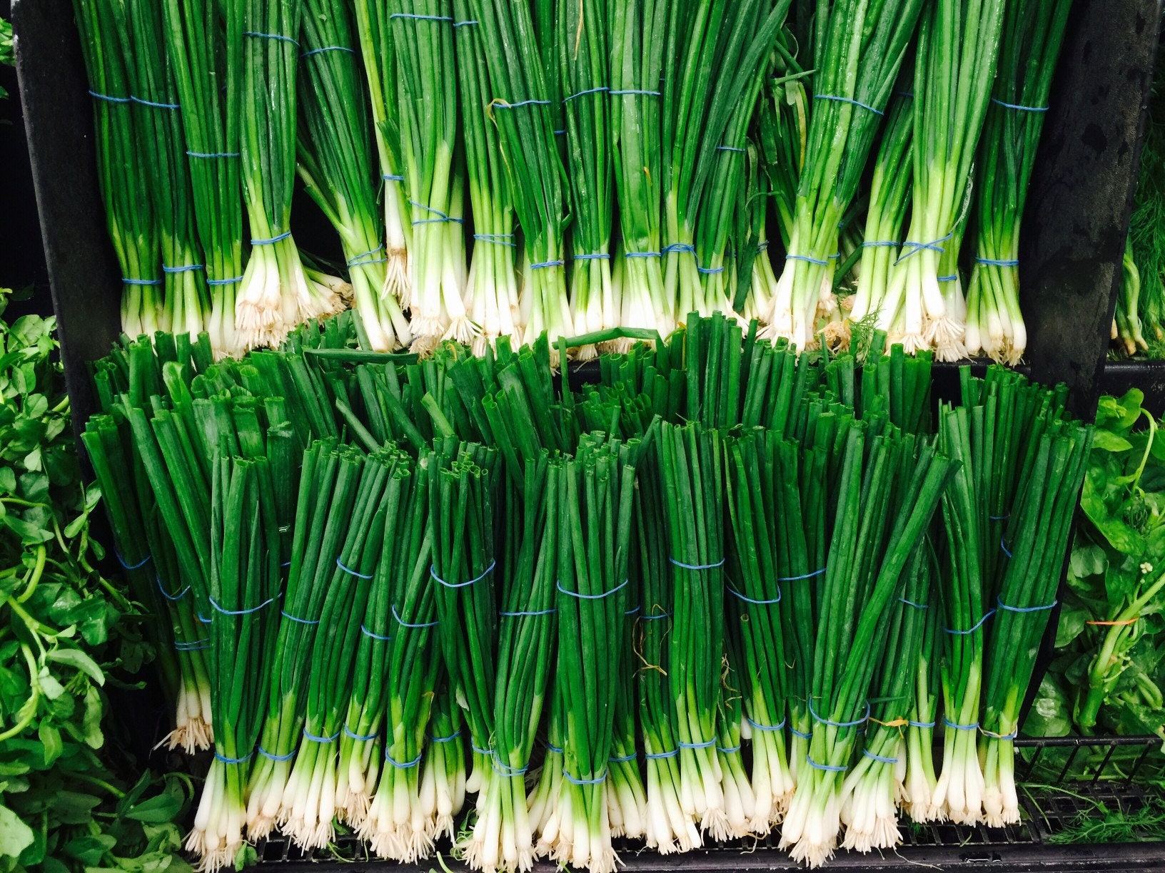 USA SELLER Nebuka Bunching/green Onion 100 Seeds HEIRLOOM Allium Cepa ...