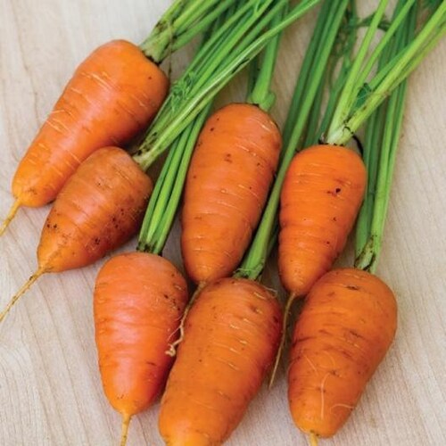 USA SELLER Thumbelina Carrot 100 Seeds HEIRLOOM Daucus Carota - Etsy