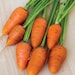 USA SELLER Thumbelina Carrot 100 Seeds HEIRLOOM Daucus Carota - Etsy