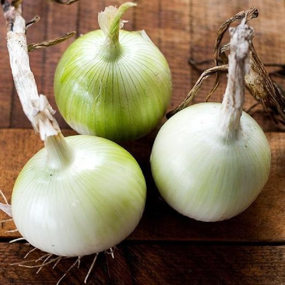 USA SELLER White Grano Spanish Onion 100 Seeds HEIRLOOM Allium Cepa - Etsy