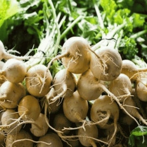 USA SELLER Albino Beet 50 Seeds HEIRLOOM Beta Vulgaris Subsp. Vulgaris ...