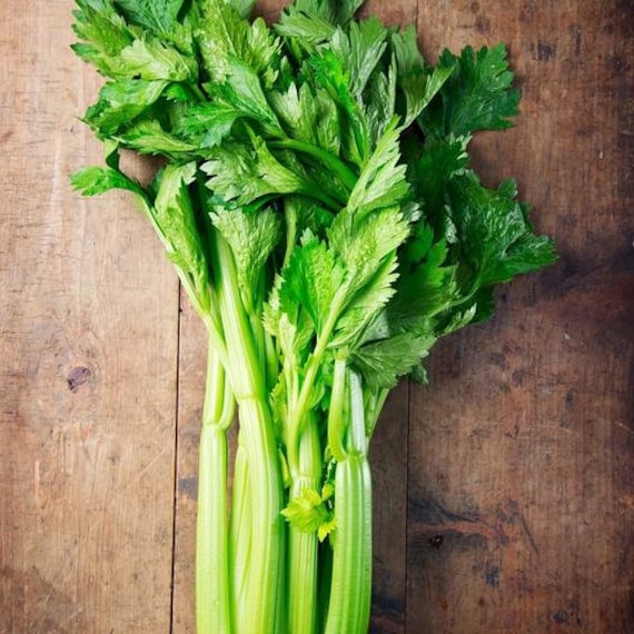 USA SELLER Tall Utah Celery 300 Seeds HEIRLOOM | Etsy