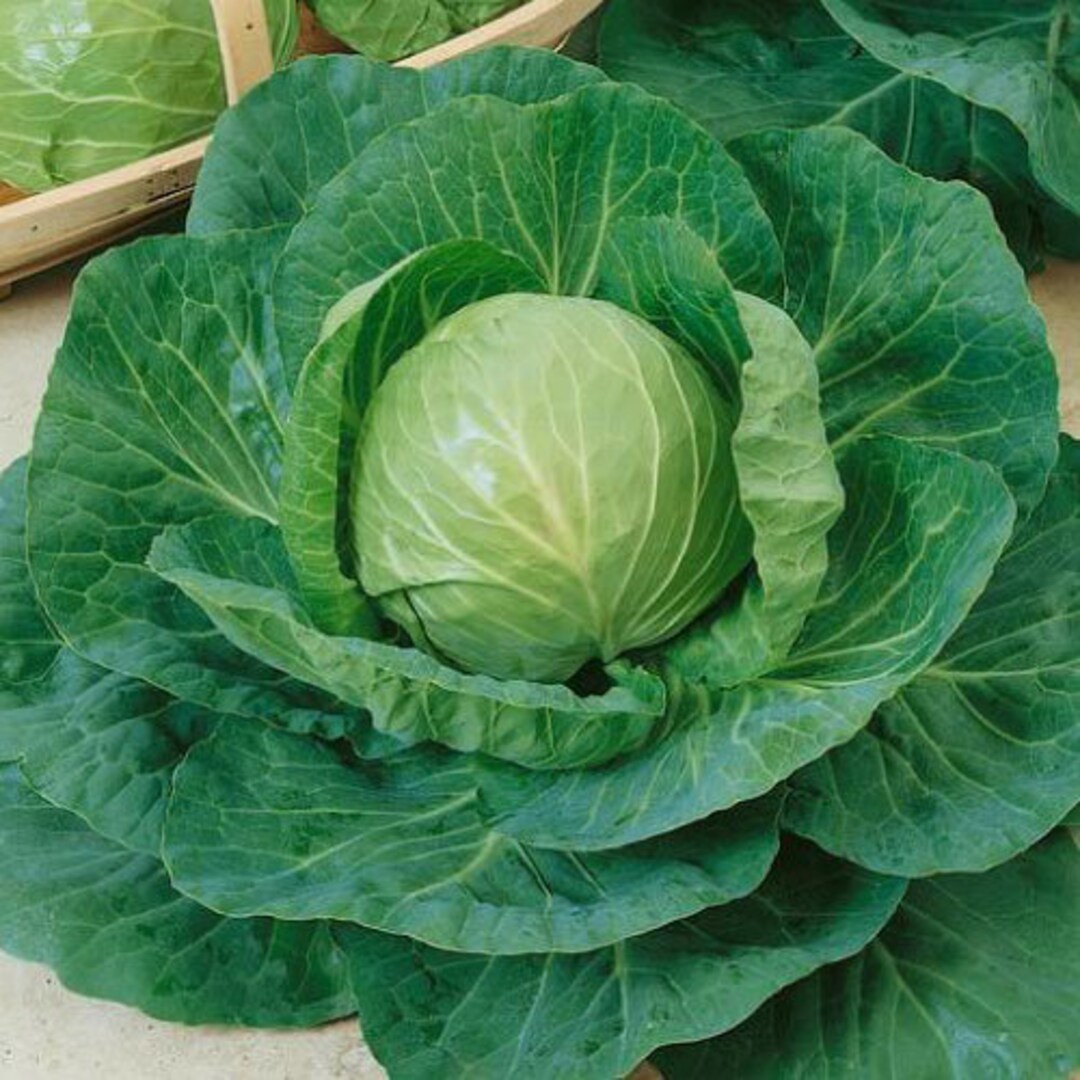 USA SELLER Green Express Cabbage 200 Seeds HEIRLOOM Brassica Oleracea Var. Capitata - Etsy