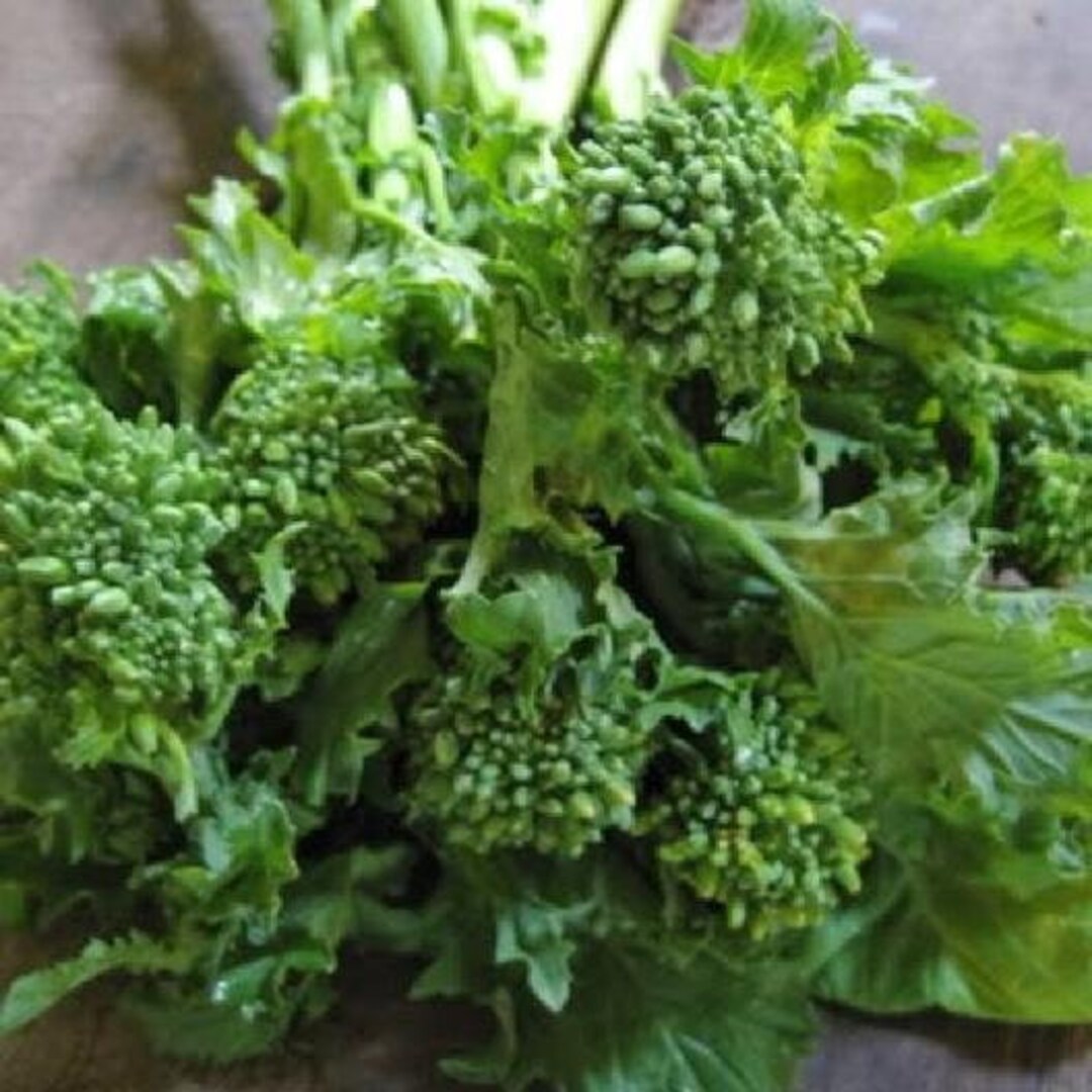 USA SELLER Raab Broccoli 50 Seeds HEIRLOOM (brassica Oleracea Var ...