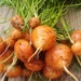 USA SELLER Thumbelina Carrot 100 Seeds HEIRLOOM Daucus Carota - Etsy
