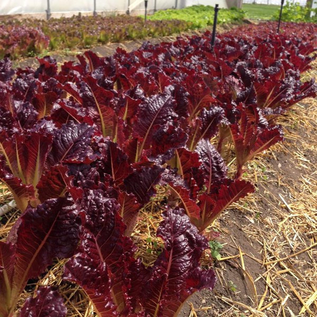 USA SELLER Midnight Ruffles Lettuce 200 Seeds HEIRLOOM Lactuca Sativa ...