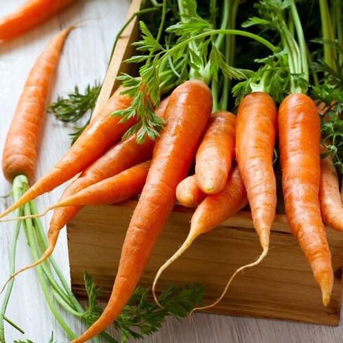 USA SELLER Thumbelina Carrot 100 Seeds HEIRLOOM Daucus Carota - Etsy