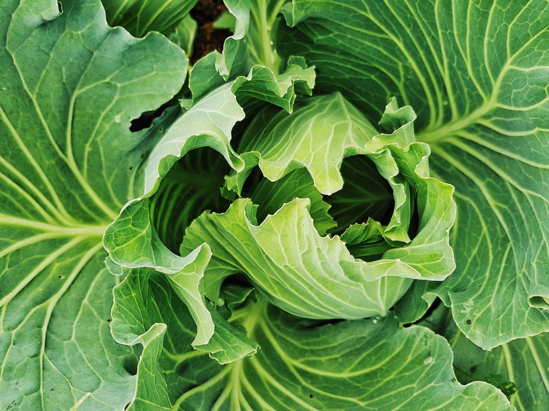 USA SELLER Stonehead Cabbage 200 Seeds HEIRLOOM Brassica Oleracea Var ...