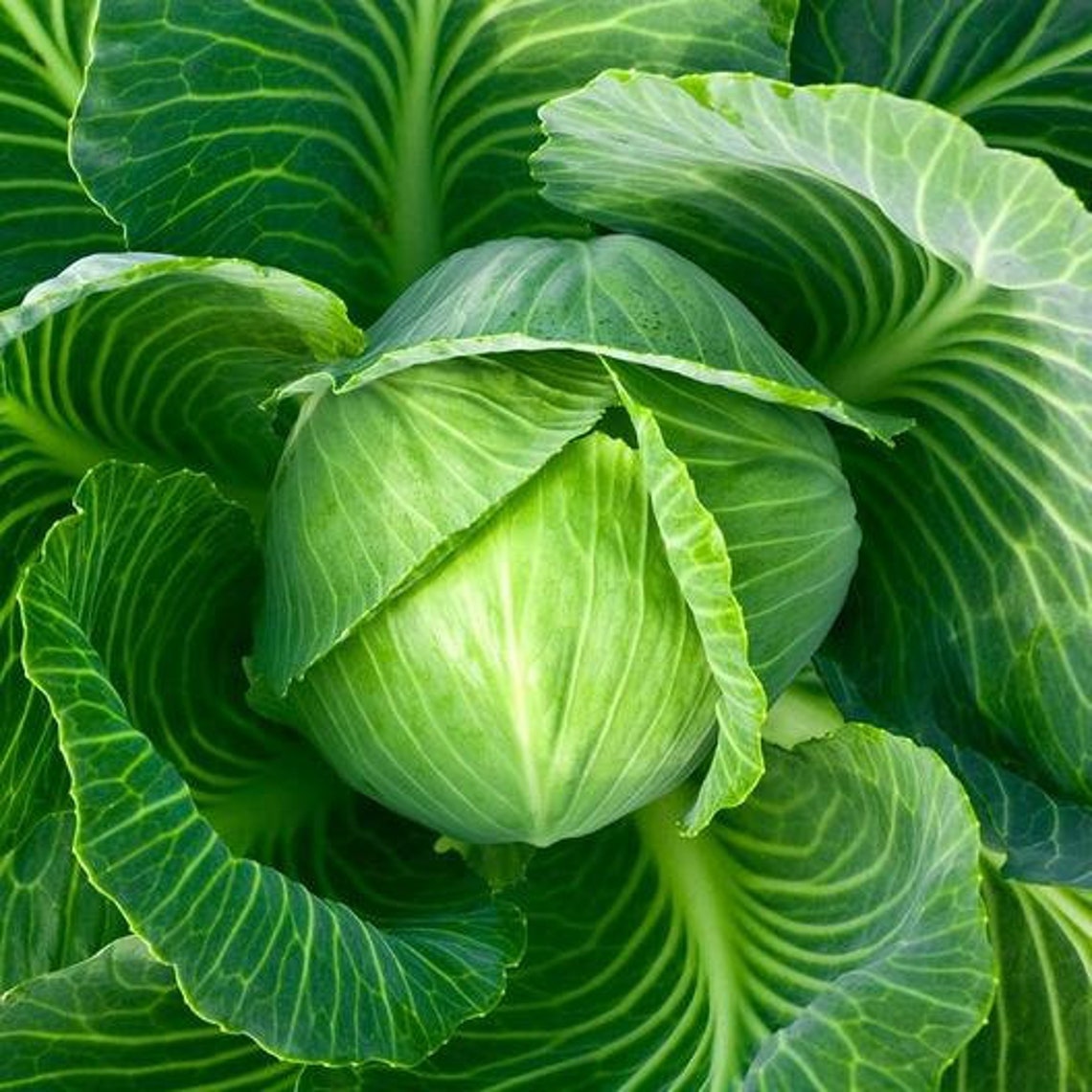 USA SELLER Copenhagen Market Cabbage 200 Seeds HEIRLOOM Brassica ...