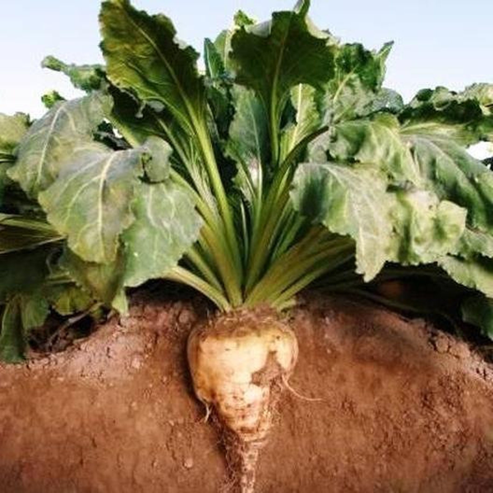 USA SELLER Sugar Beet 50 Seeds HEIRLOOM beta Vulgaris Subsp. - Etsy