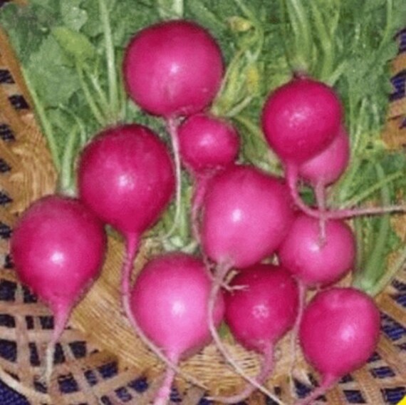 USA SELLER Pink Celebration Radish 50 seeds HEIRLOOM | Etsy
