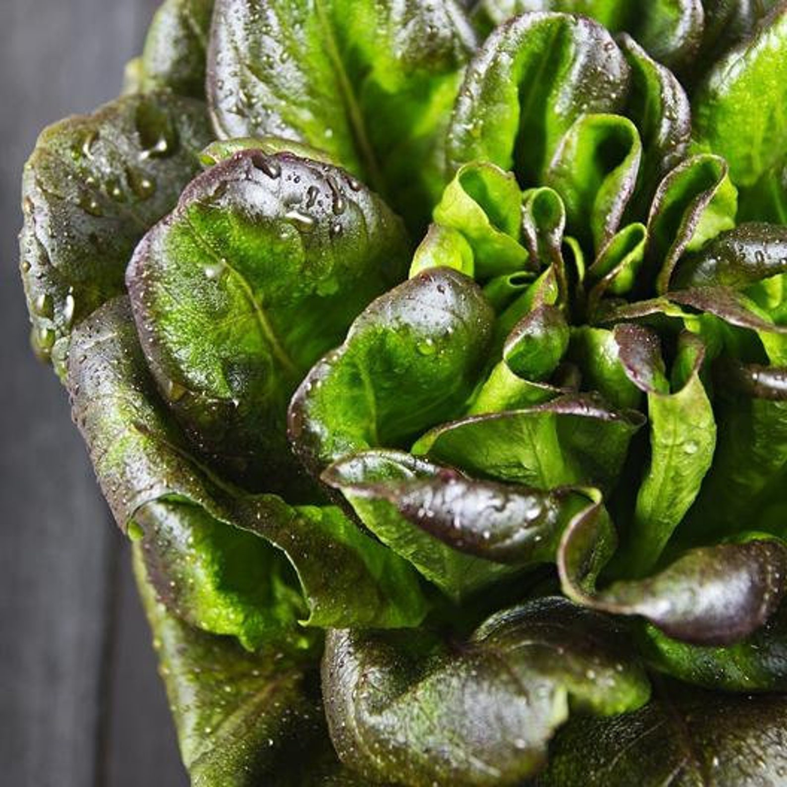 USA SELLER Bronze Mignonette Lettuce 500 Seeds HEIRLOOM Lactuca Sativa ...