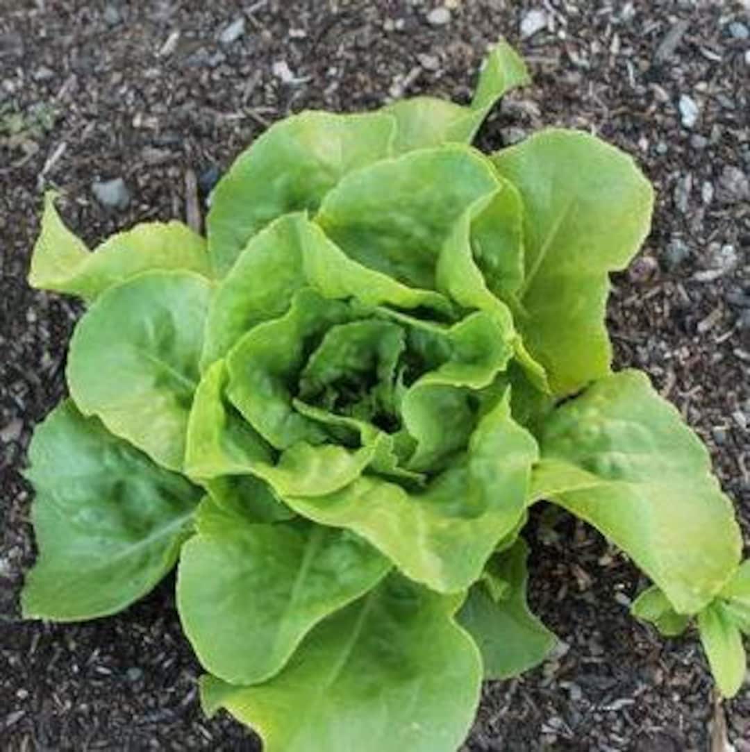 USA SELLER Optima Lettuce 200 Seeds HEIRLOOM (lactuca Sativa) - Etsy