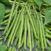USA SELLER French Garden Bush Beans 25 Seeds HEIRLOOM Phaseolus ...