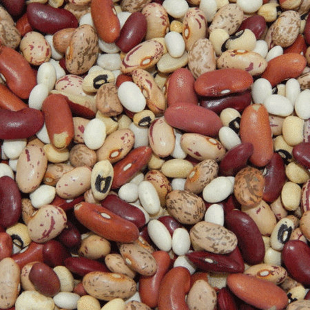 USA SELLER Soup Bean Blend Seeds HEIRLOOM Phaseolus Vulgaris Grow a ...
