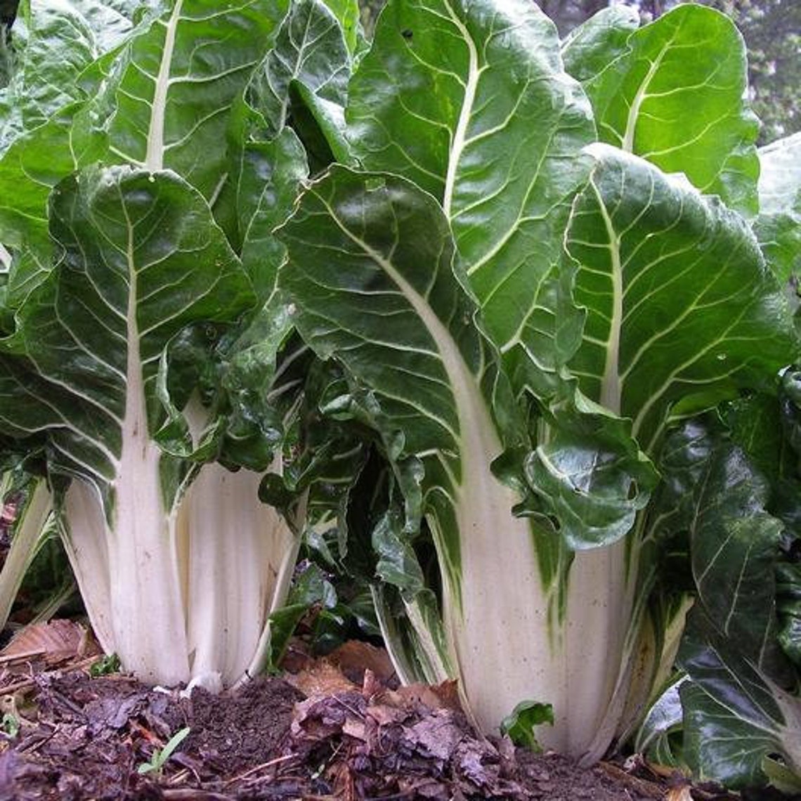 USA SELLER Large White Rib Swiss Chard 100 seeds HEIRLOOM | Etsy