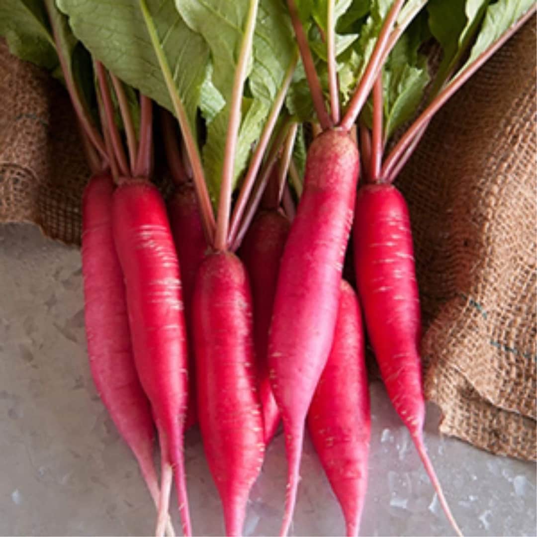 USA SELLER Red Arrow Radish 50 Seeds HEIRLOOM Raphanus Sativus - Etsy