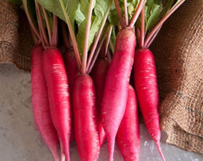 USA SELLER Stuttgarter Yellow Onion 100 Seeds HEIRLOOM Allium - Etsy