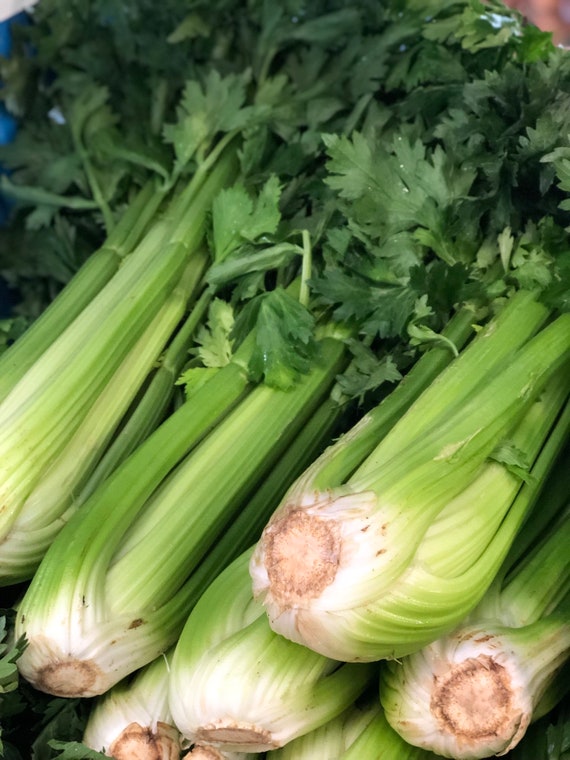 USA SELLER Tendercrisp Celery 300 seeds HEIRLOOM | Etsy