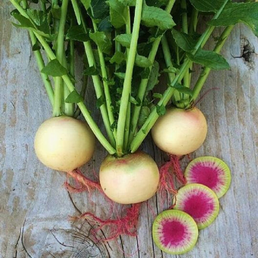 USA SELLER Watermelon Radish 50 Seeds HEIRLOOM Raphanus Sativus - Etsy