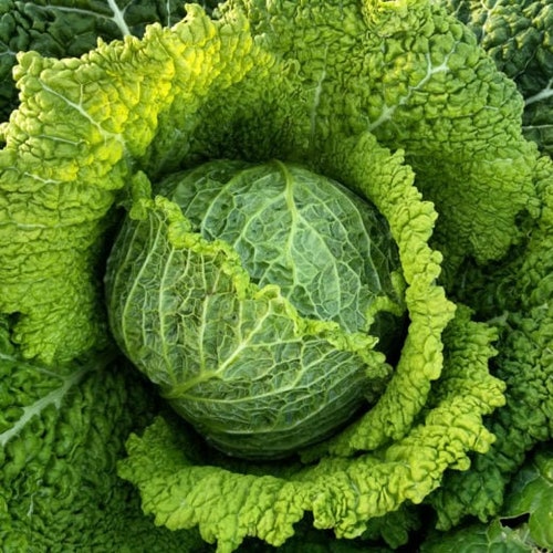 USA SELLER January King Cabbage 25 Seeds HEIRLOOM Brassica - Etsy