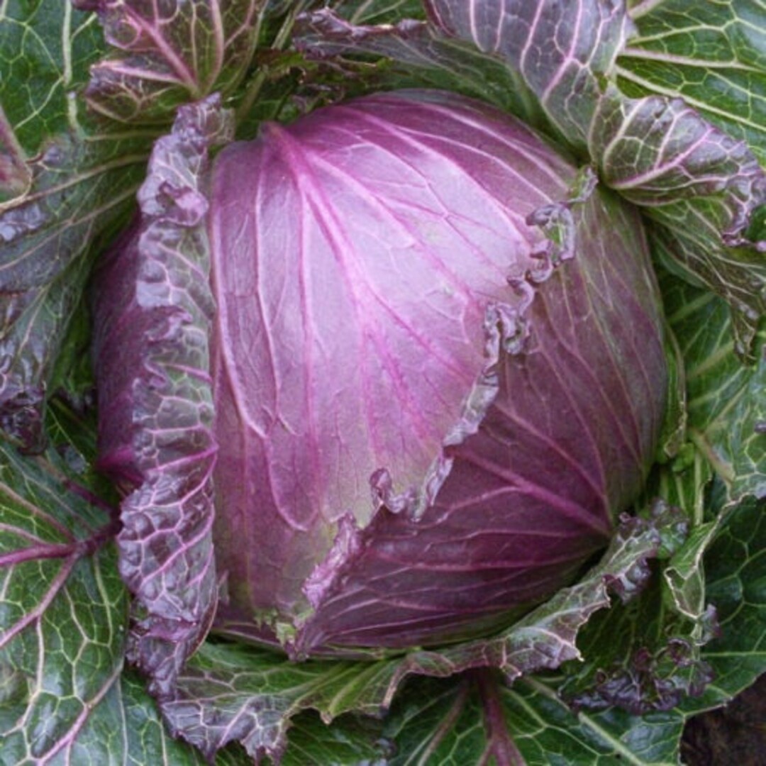 USA SELLER January King Cabbage 25 Seeds HEIRLOOM Brassica Oleracea Var ...