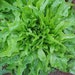 USA SELLER Royal Oakleaf Lettuce 200 Seeds HEIRLOOM (lactuca Sativa) - Etsy