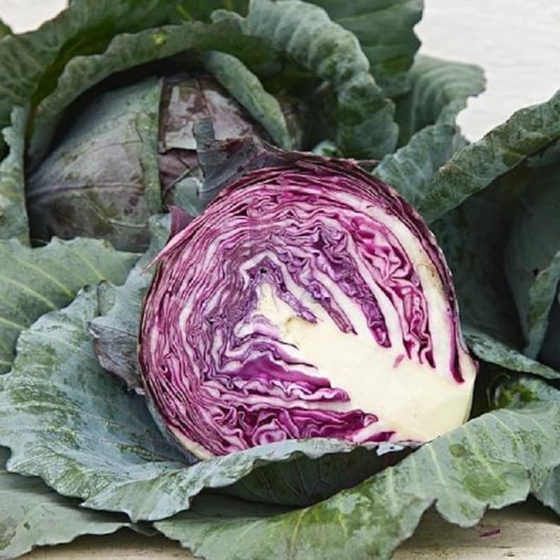 USA SELLER Red Acre Cabbage 200 Seeds HEIRLOOM - Etsy