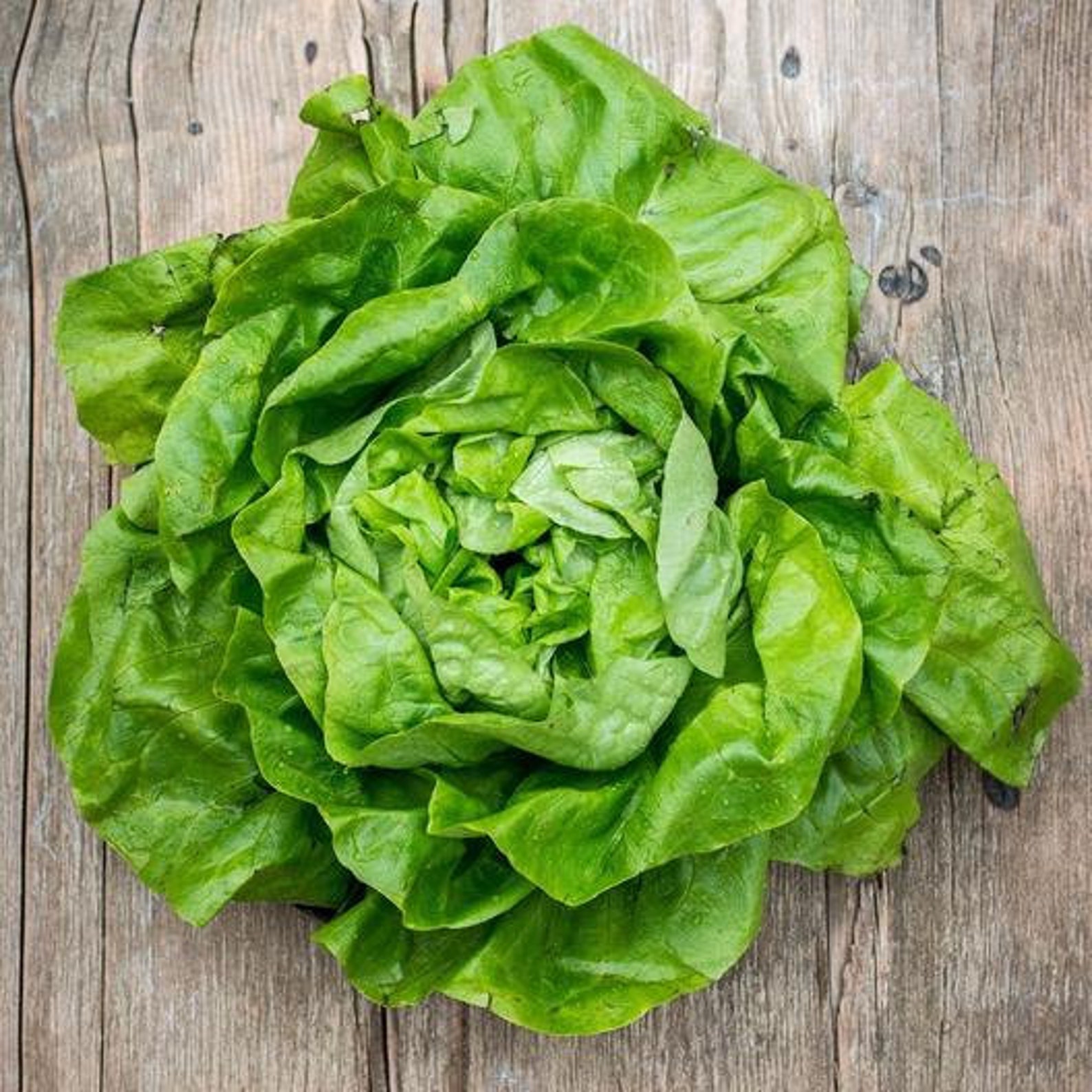 USA SELLER White Boston Lettuce 500 Seeds HEIRLOOM Lactuca Sativa - Etsy