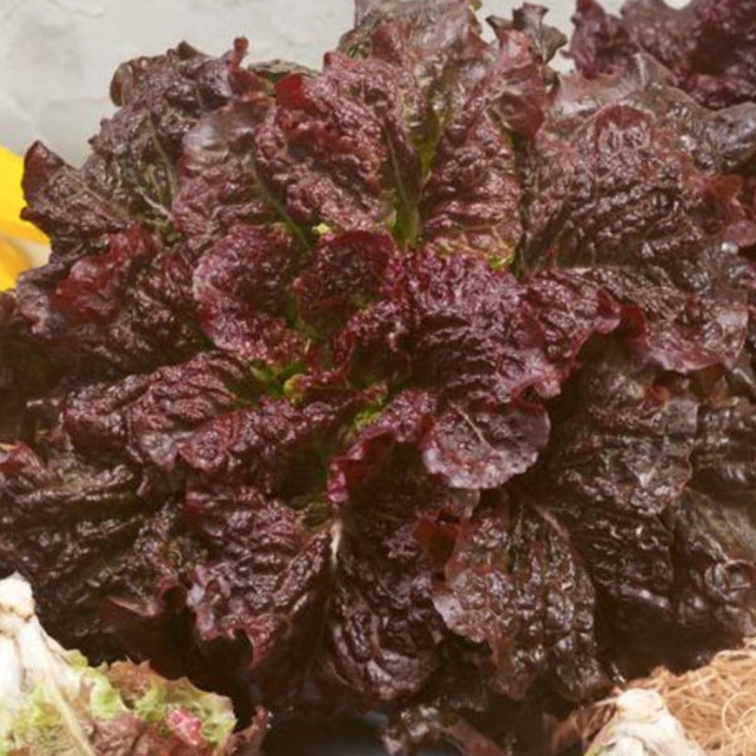 USA SELLER Merlot Lettuce 200 Seeds HEIRLOOM Lactuca Sativa - Etsy