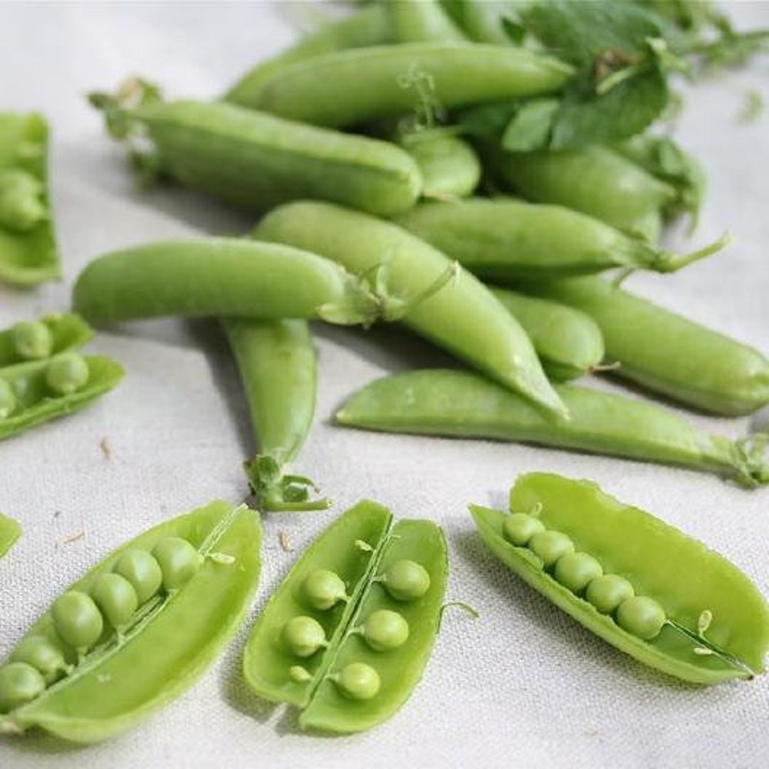 USA SELLER Dwarf White Sugar Pea 25 Seeds HEIRLOOM Pisum Sativum - Etsy