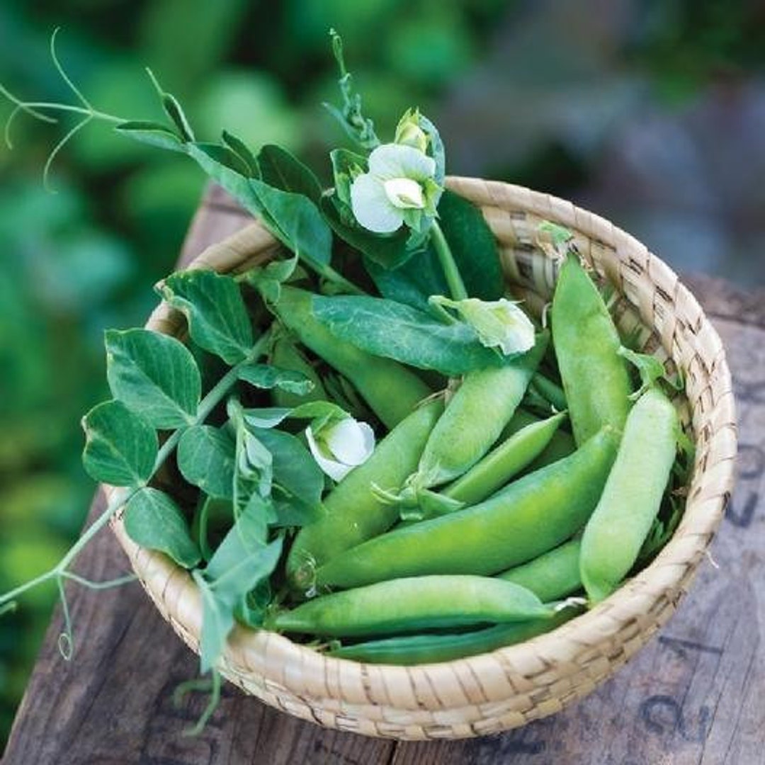 USA SELLER Alaska Pea 25 Seeds HEIRLOOM (pisum Sativum) - Etsy