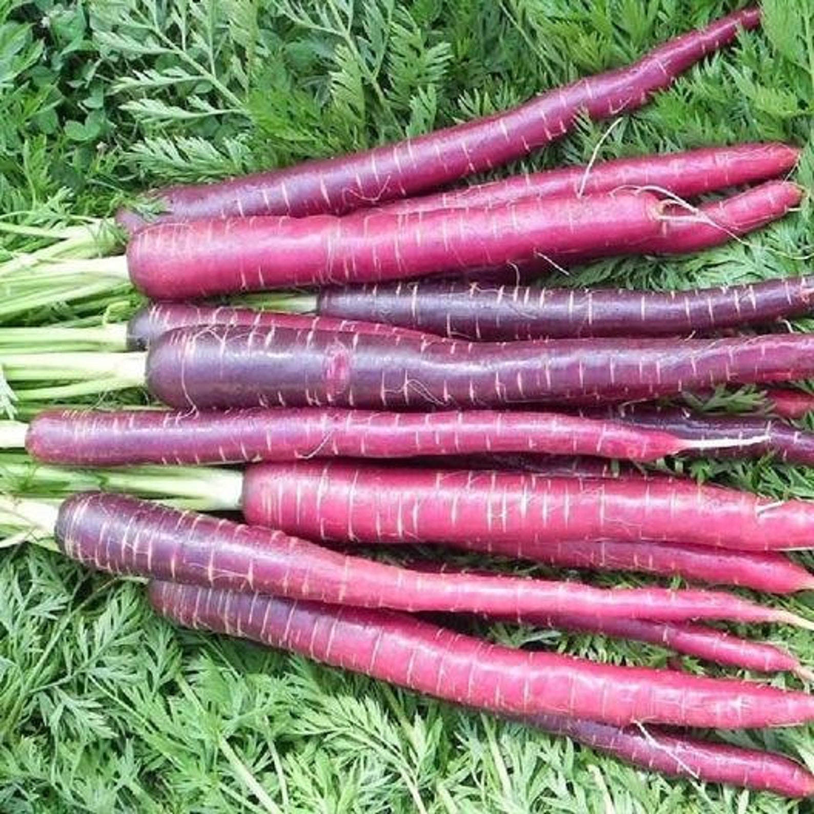 USA SELLER Cosmic Purple Carrot 100 Seeds HEIRLOOM Daucus - Etsy