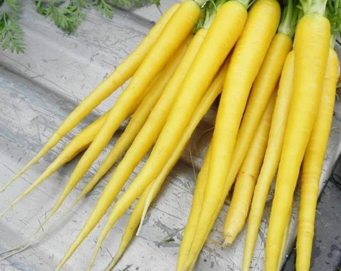 USA SELLER Solar Yellow Carrot Carrot 100 Seeds HEIRLOOM - Etsy