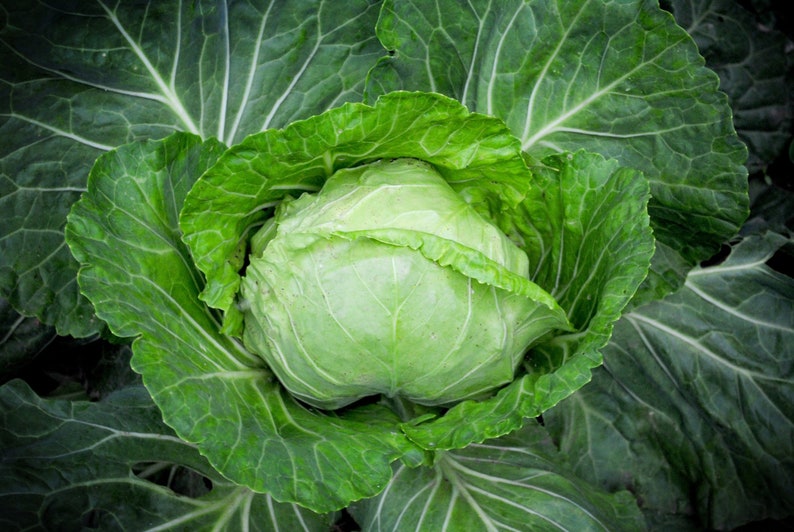 USA SELLER Early Round Dutch Cabbage 200 Seeds HEIRLOOM - Etsy