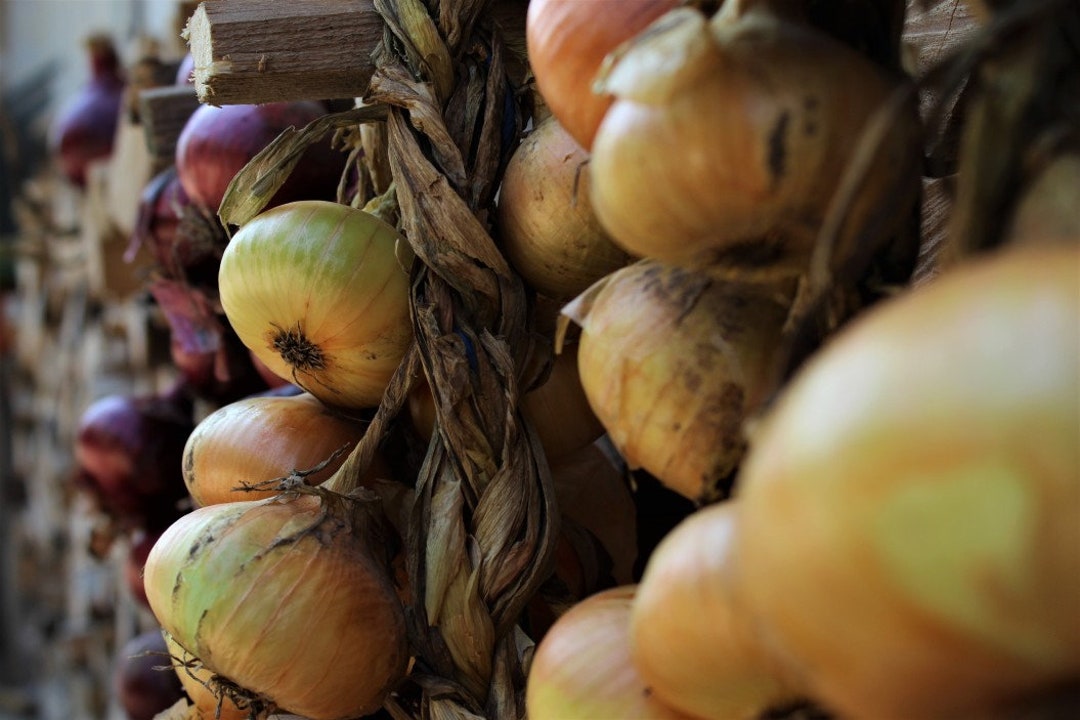 USA SELLER Sweet Oversize Yellow Onion 100 Seeds HEIRLOOM Allium Cepa ...