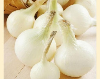 USA SELLER Red Creole Onion short Day 100 Seeds HEIRLOOM - Etsy