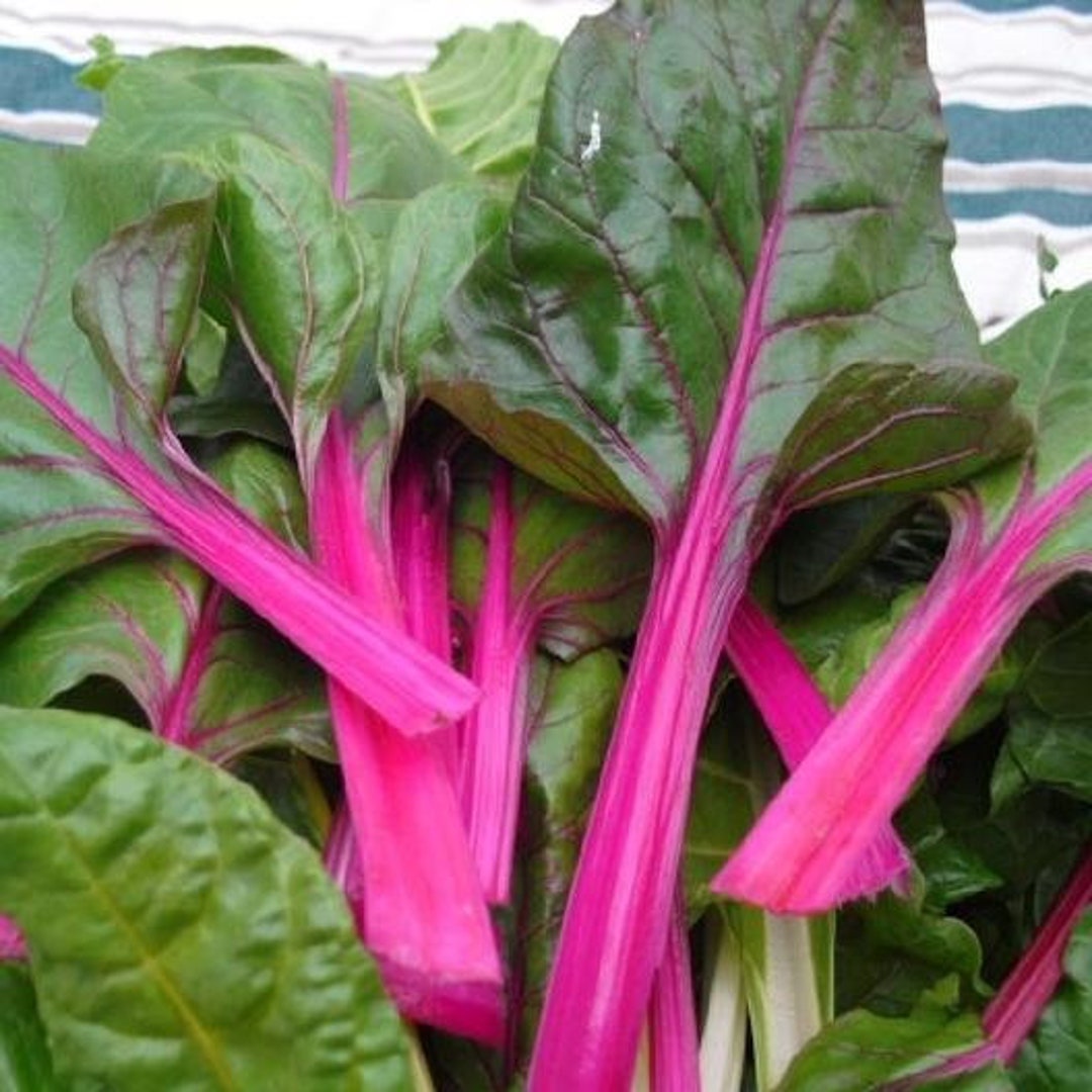 USA SELLER Pink Lipstick Swiss Chard 50 Seeds HEIRLOOM Beta Vulgaris ...