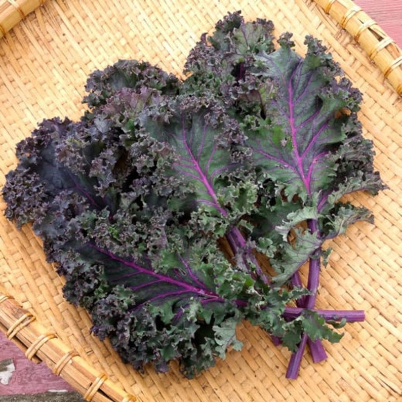 USA SELLER Baltic Red Kale 25 Seeds HEIRLOOM Brassica Oleracea Var - Etsy